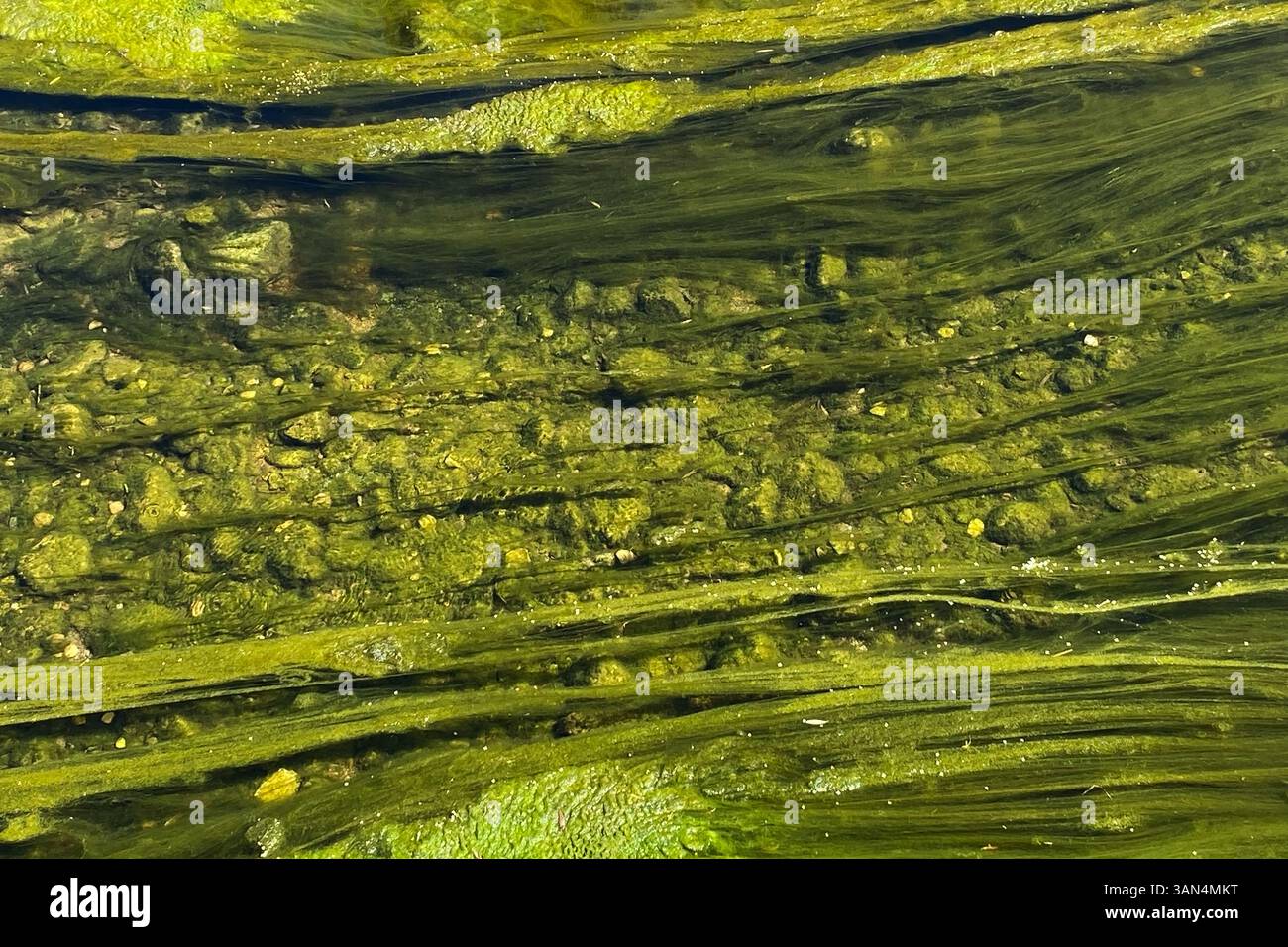 Art inspired fresh water hi-res stock photography and images - Alamy