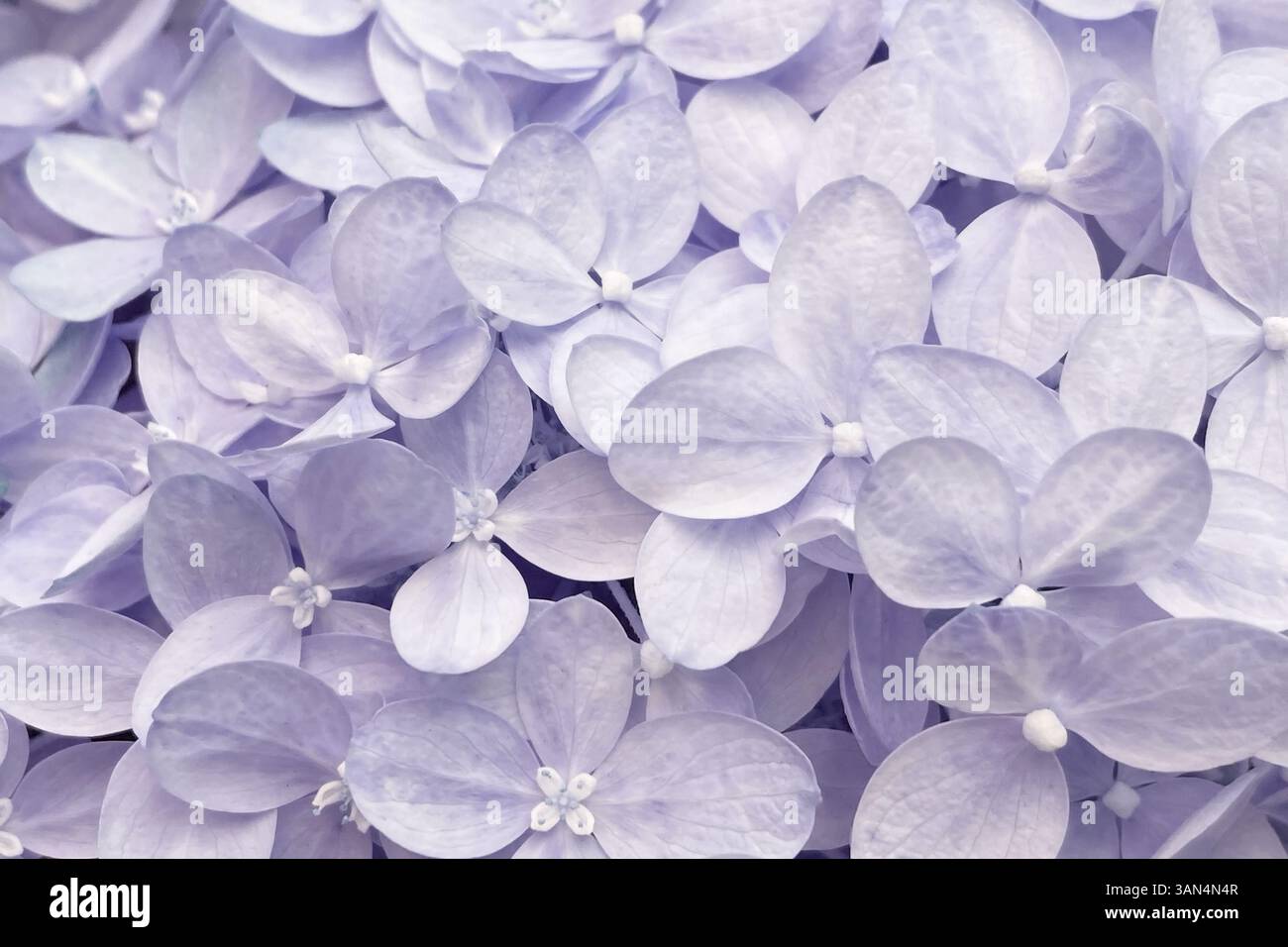 Bright floral background featuring fresh hydrangeas in bloom Stock ...