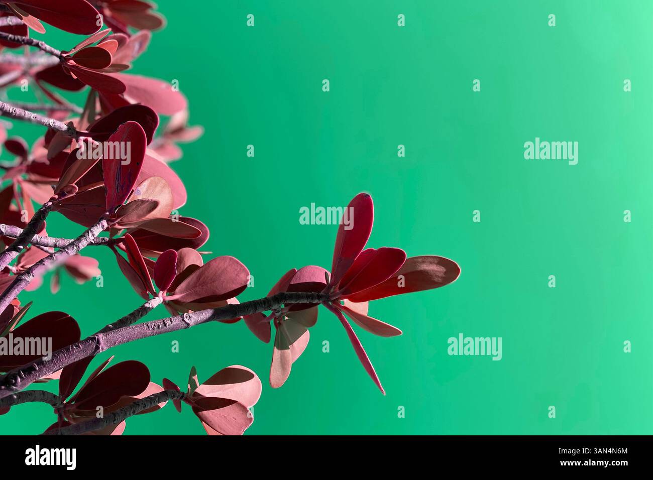 Tropical theme branch with rich leaves and open space Stock Photo - Alamy