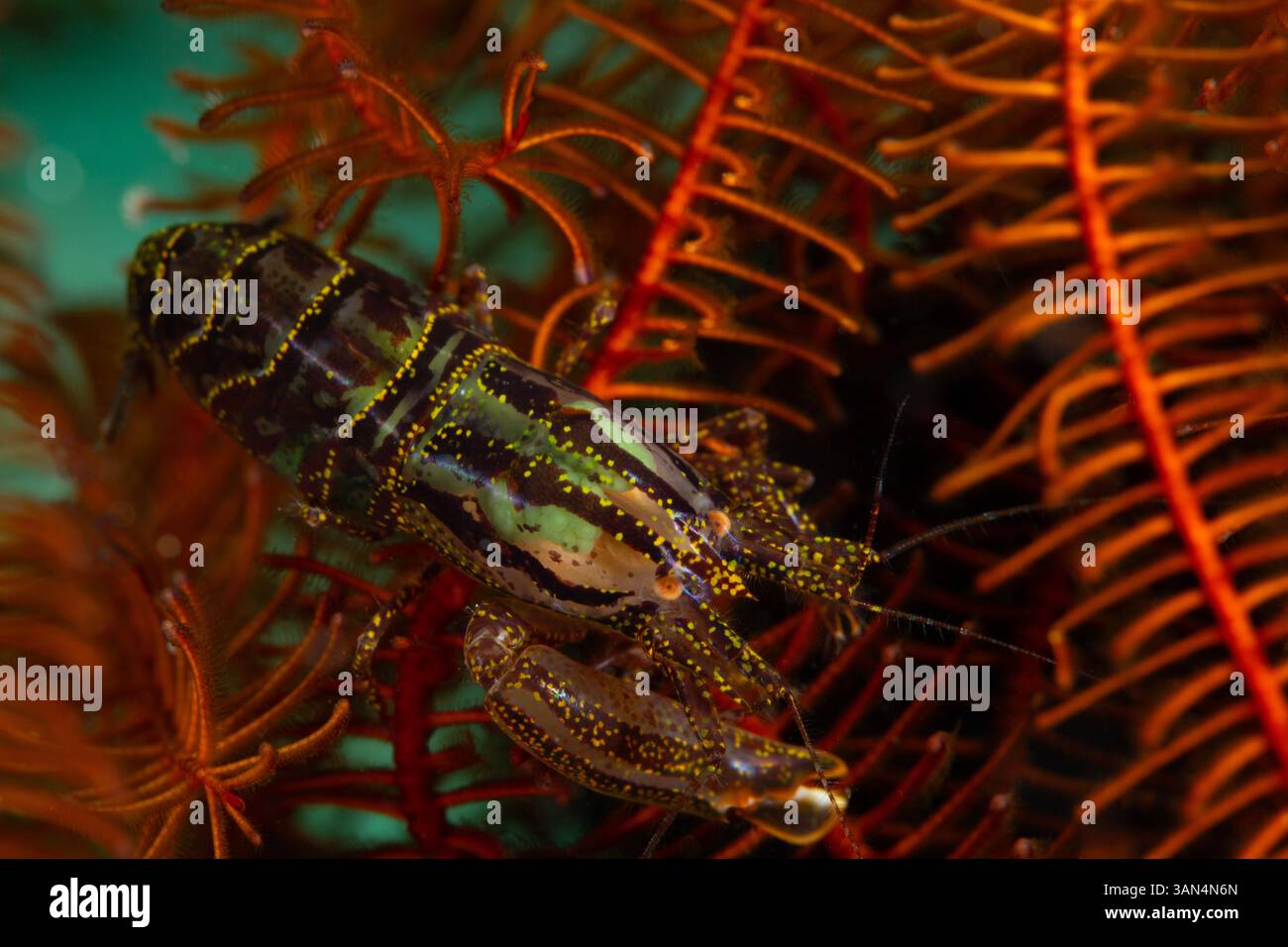 Crinoid Snapping Shrimp (Synalpheus stimpsoni) lives underneath ...