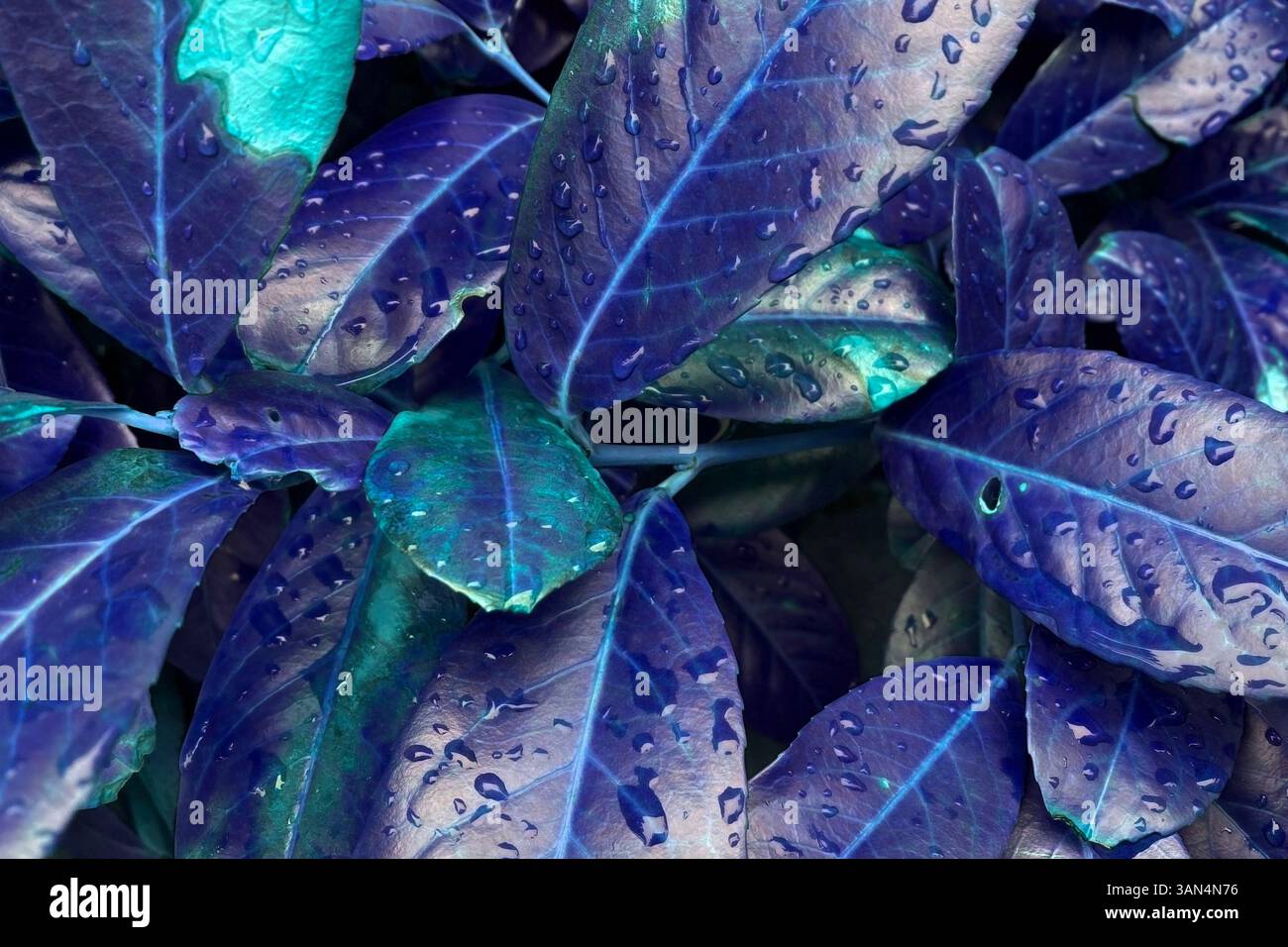 Natural background with rich leaf pattern Stock Photo - Alamy