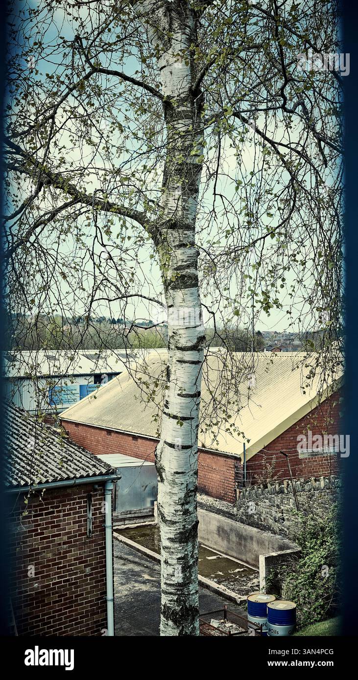 Birch tree growing by fence on industrial estate,UK Stock Photo - Alamy