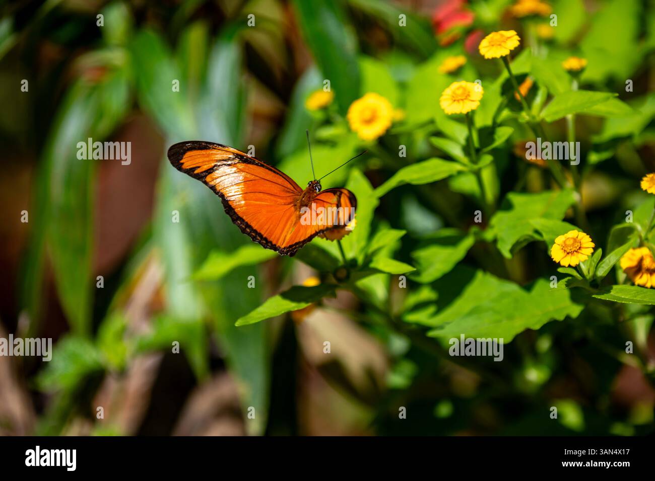 Diversity of butterfly species hi-res stock photography and images - Alamy