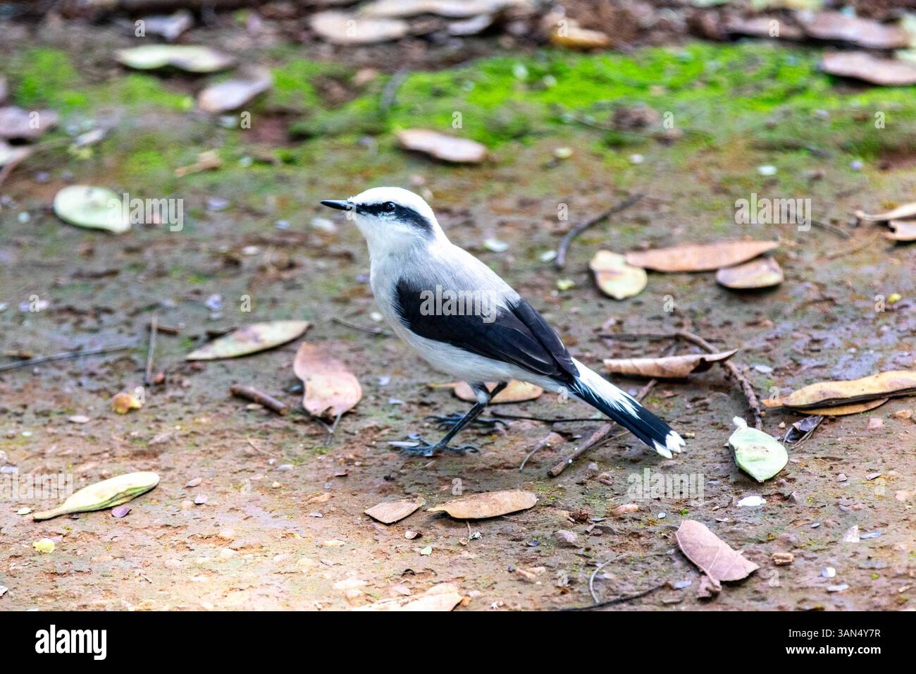 Masked waterbird hi-res stock photography and images - Alamy