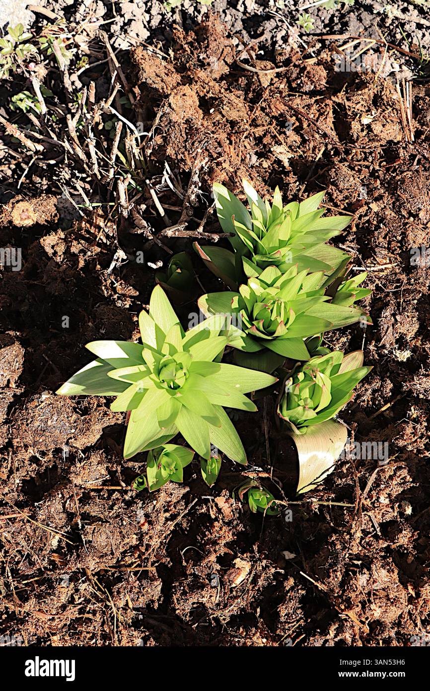 The first flower sprouts are covered in the garden with horse manure ...