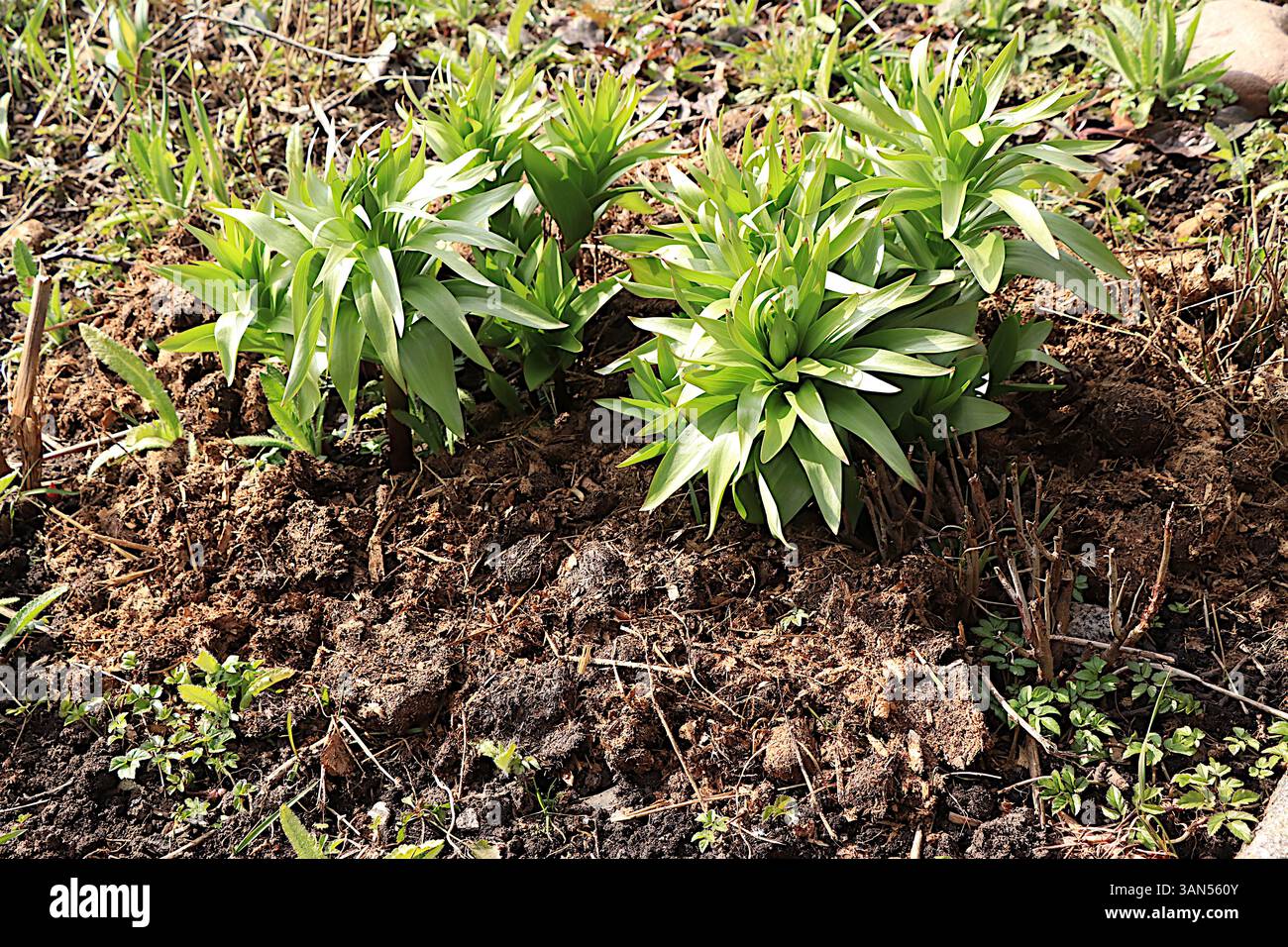 The first flower sprouts are covered in the garden with horse manure ...