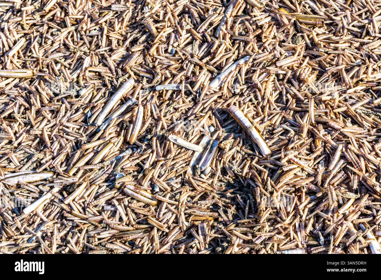 Schwertmuscheln am strand hi-res stock photography and images - Alamy