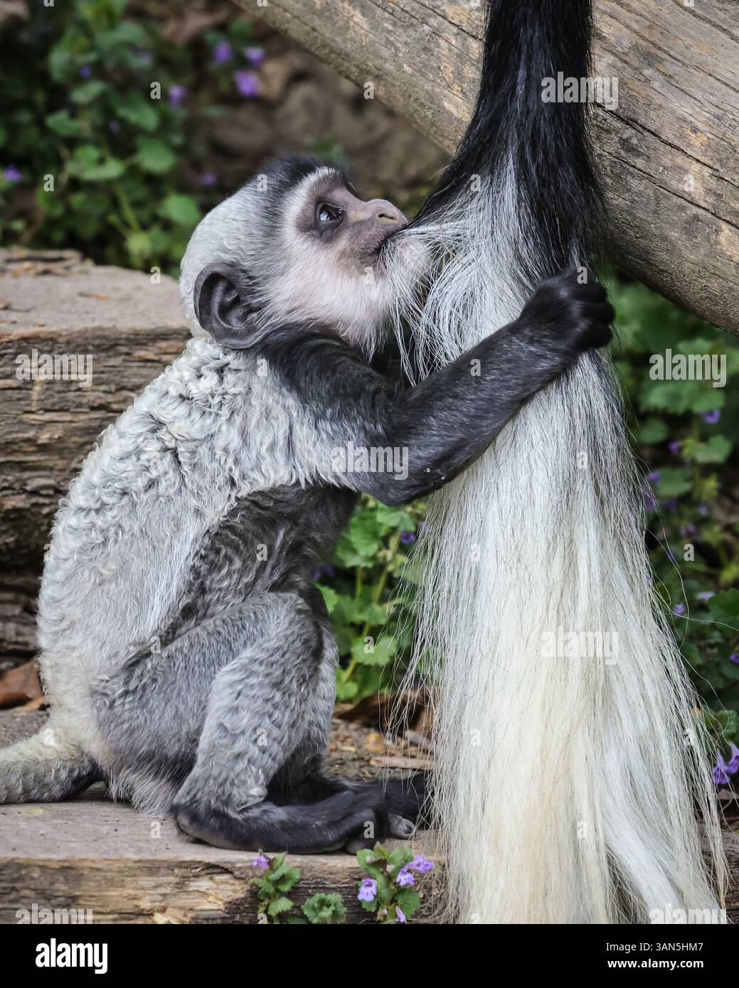 Münster, Germany. 14th Apr, 2025. A two months old mantled guereza baby ...