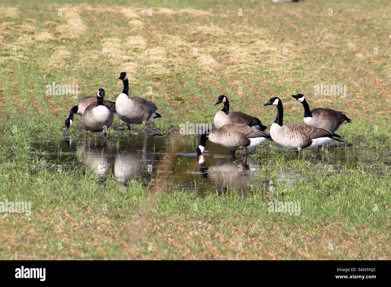 Canadian goose walking in green hi-res stock photography and images - Alamy
