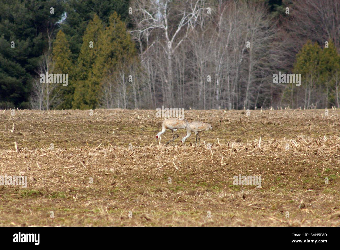 Grey common cranes grus hi-res stock photography and images - Alamy