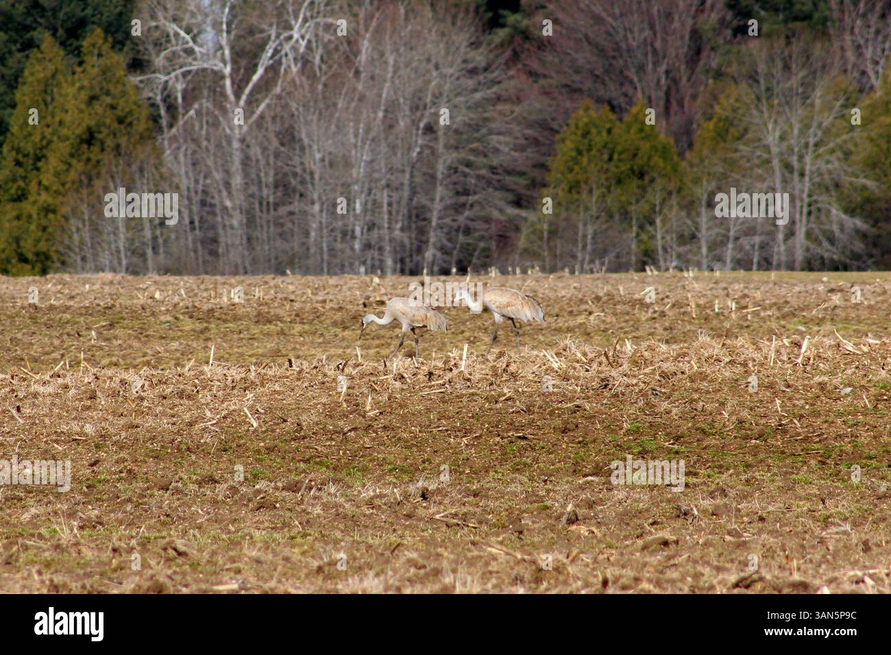 Sandhill cranes standing in hi-res stock photography and images - Alamy