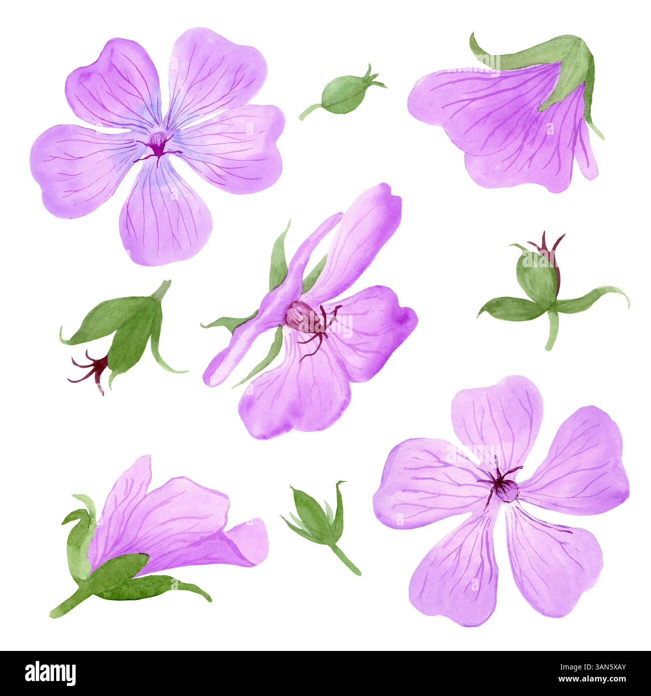 Set of light purple geranium maculatum flowers and buds by watercolor ...
