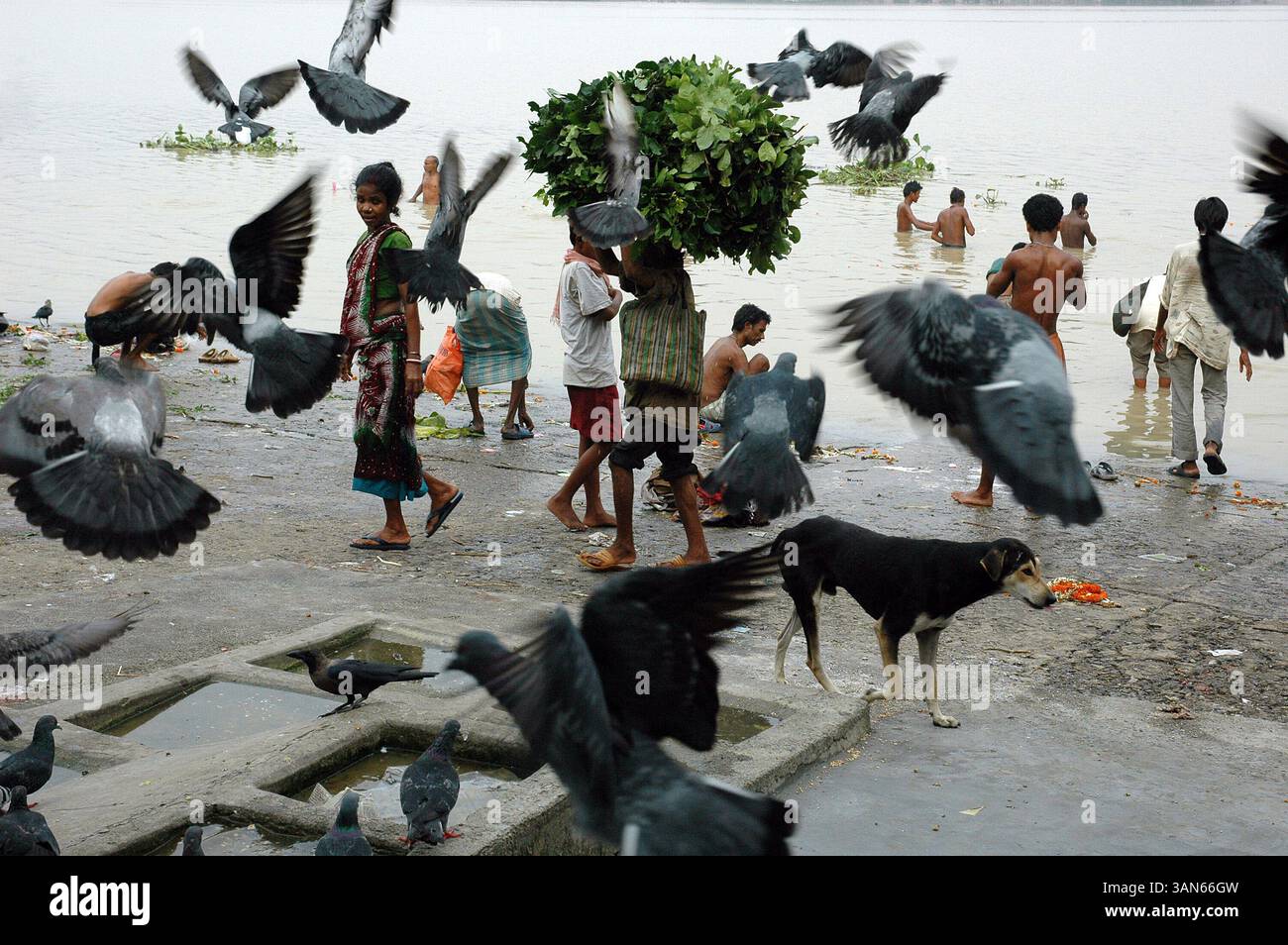 Over population is a major cause of the ganga river pollution. The ...