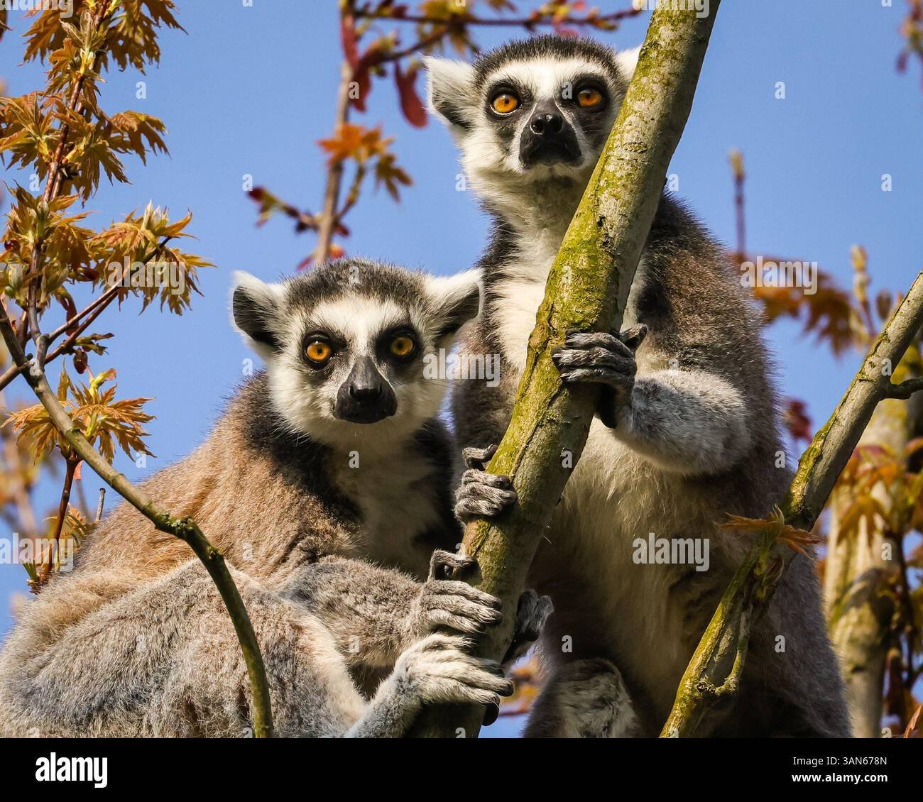 Münster, Germany. 14th Apr, 2025. Two ring-tailed lemurs (lemur catta ...