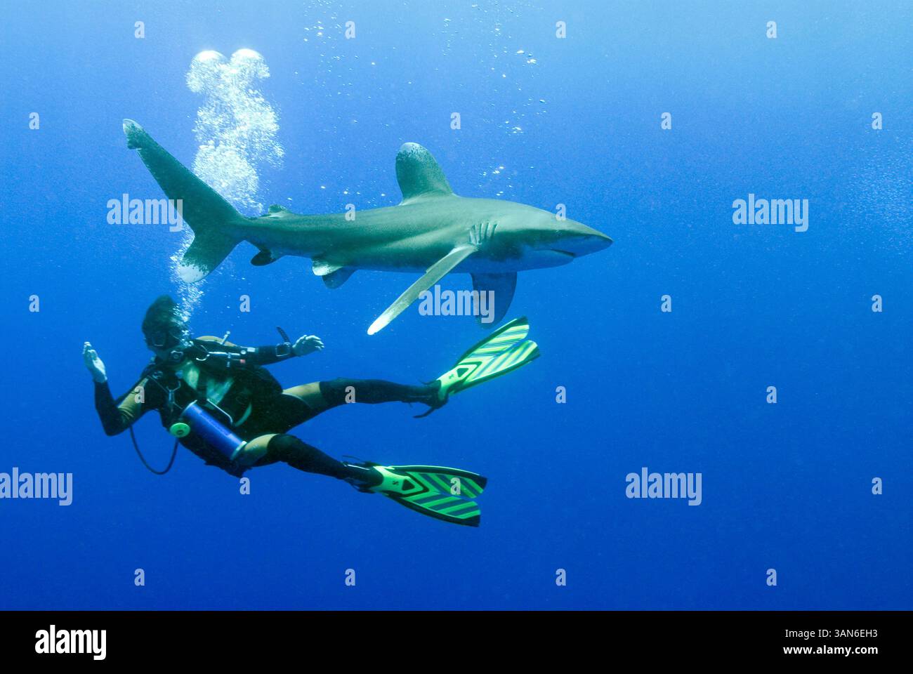 Jun 27, 2008 - Red Sea, Rotes Meer, Egypt - Oceanic whitetip shark ...