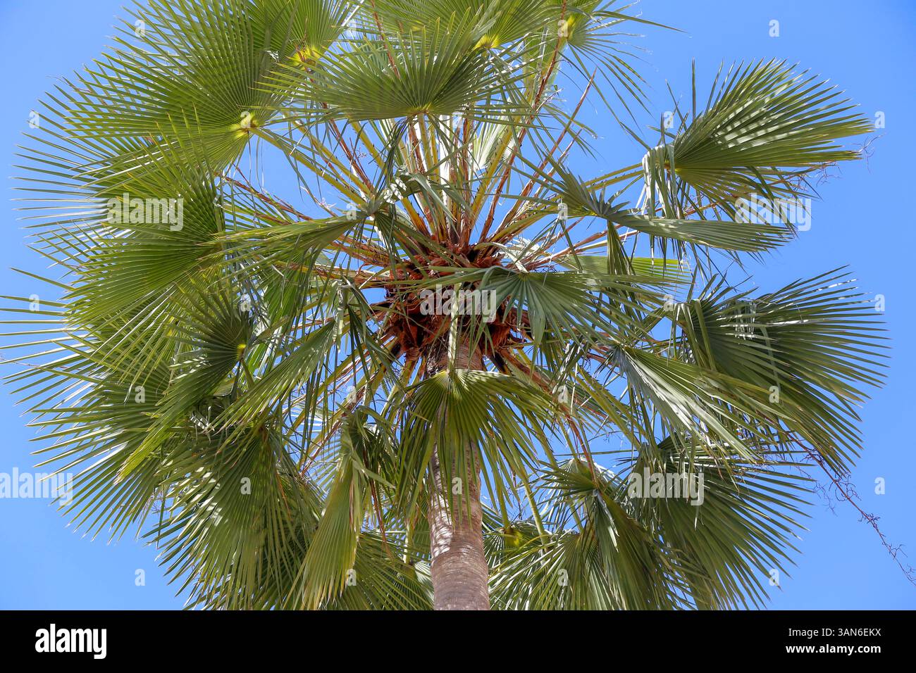 Borassus flabellifer, commonly known as doub palm, palmyra palm, tala ...