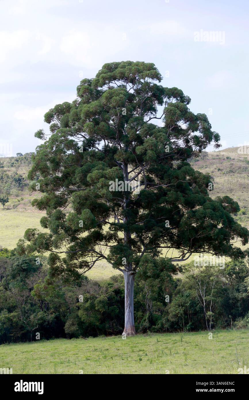 Landscape exotic big trees hi-res stock photography and images - Alamy