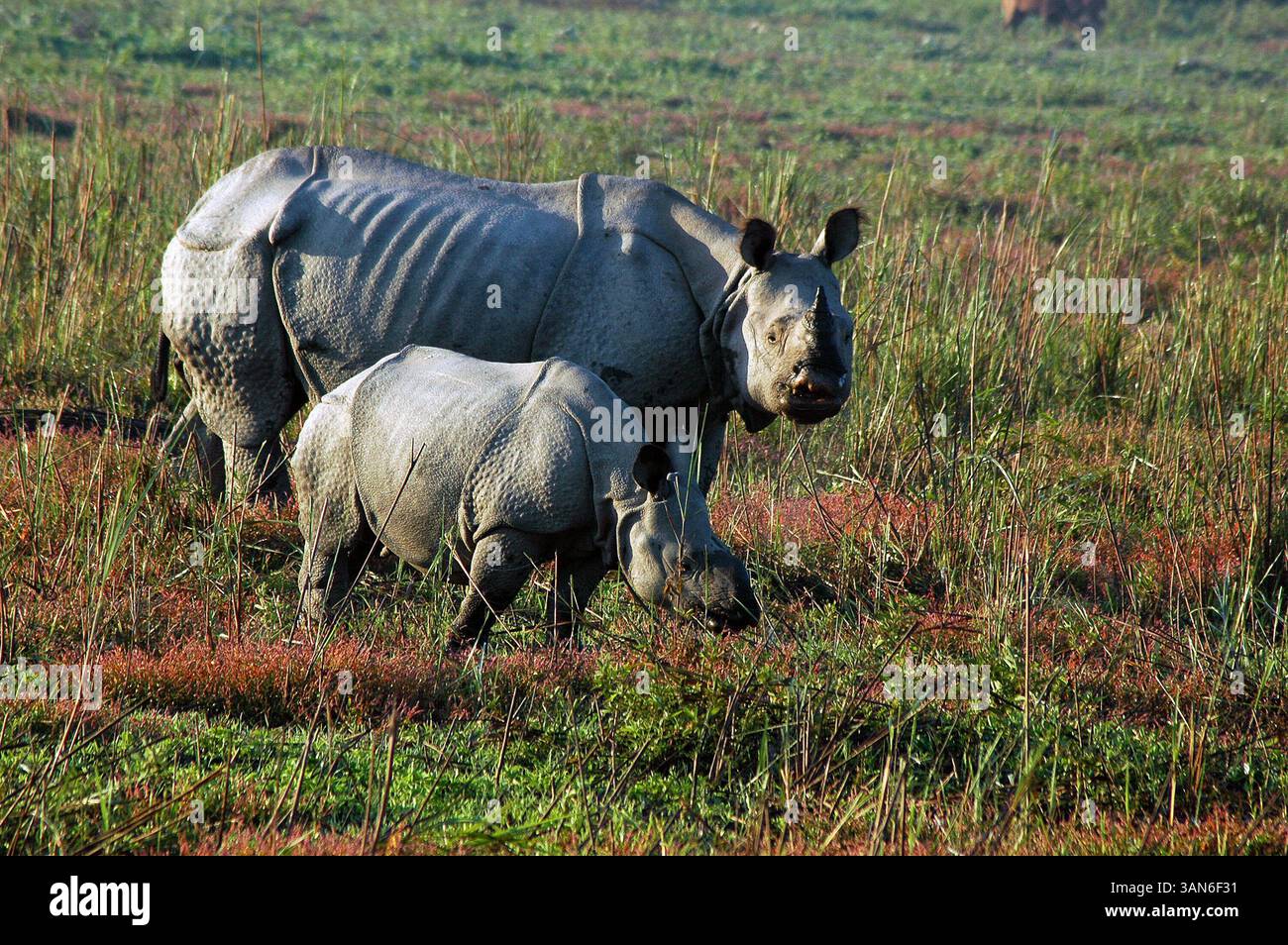 Oct 22, 2008 - Kaziranga, Assam, India - The Great Indian One-Horned ...