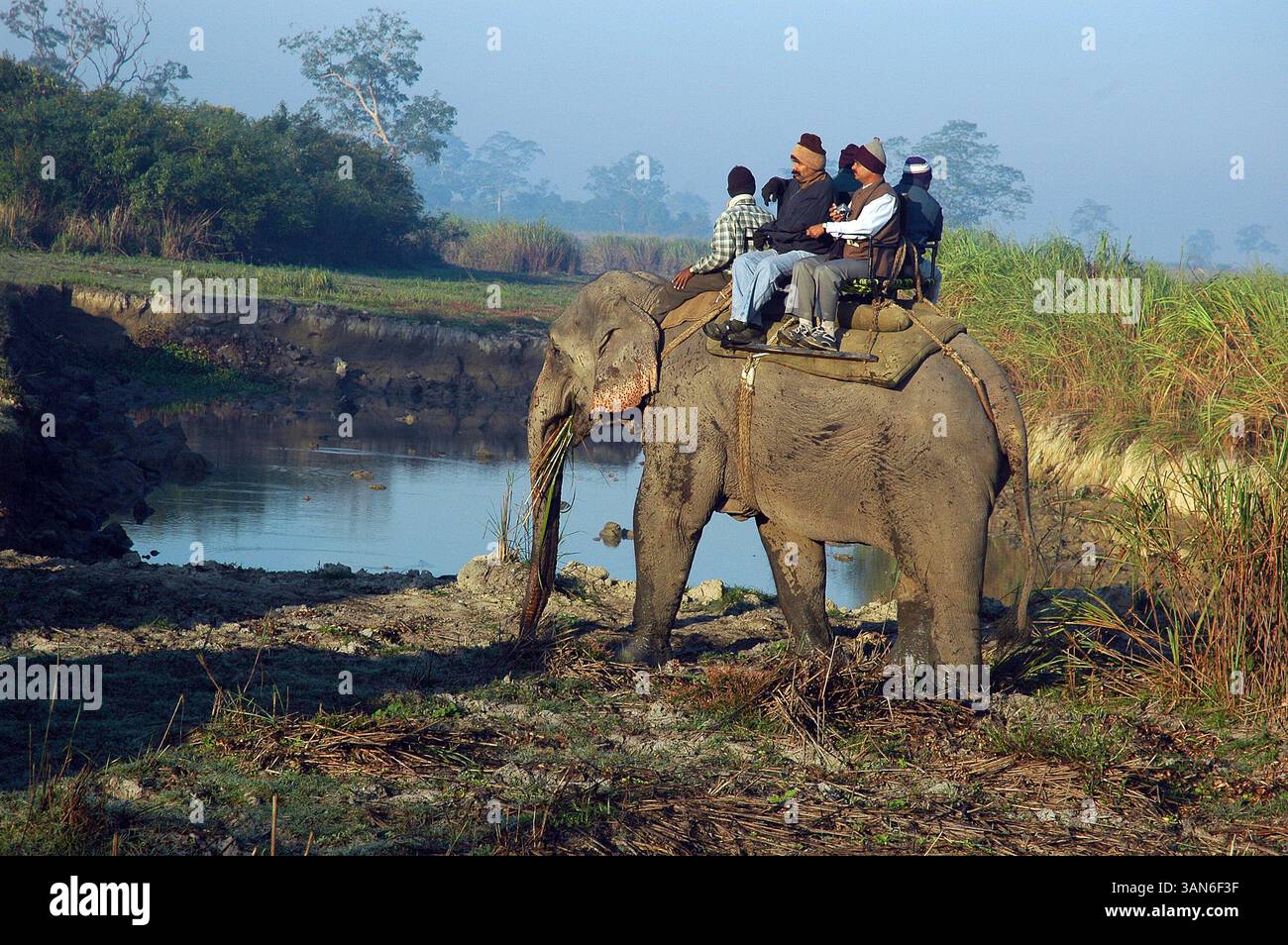 Oct 22, 2008 - Kaziranga, Assam, India - Tourists on an elephant ride ...