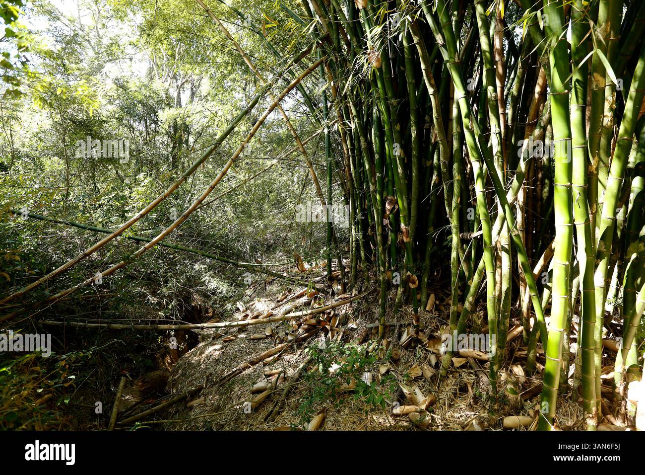 view of native bamboo in atlantic forest in brazil Stock Photo - Alamy