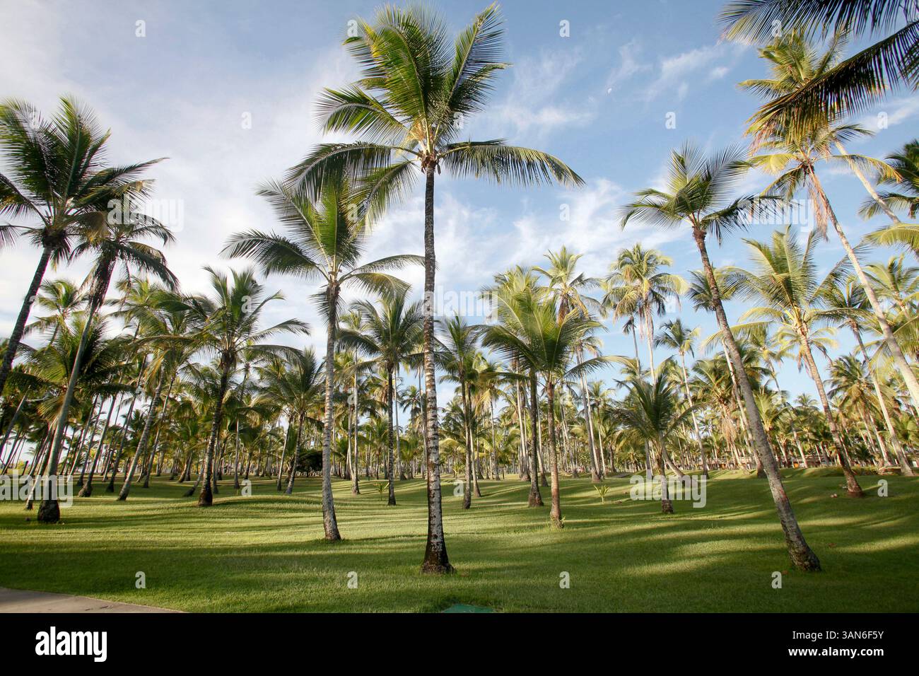 Bright grove of tall palm trees in a plantation on Bahia Brasil Stock ...