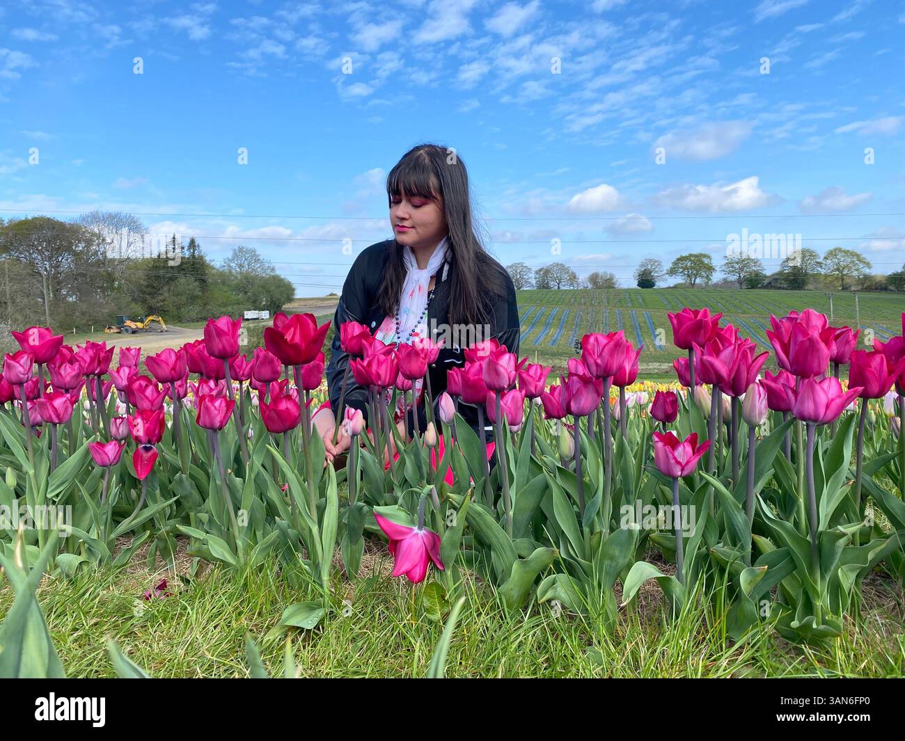 Tulleys Tulip Festival 2025 is a natural spectacle featuring 1.5 ...