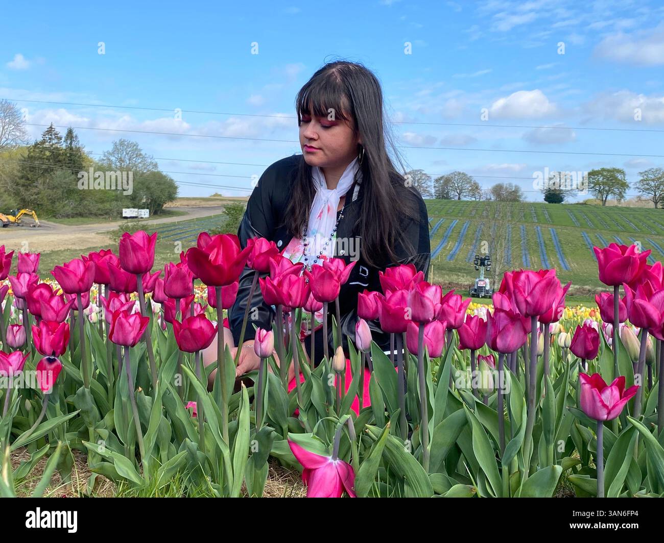 Tulleys Tulip Festival 2025 is a natural spectacle featuring 1.5 ...