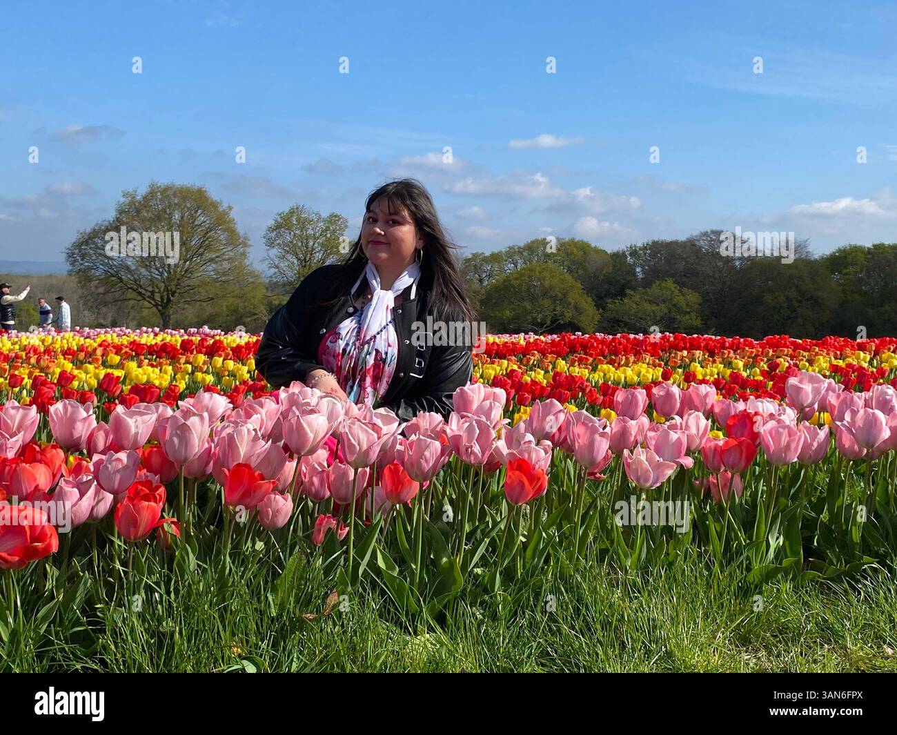 Tulleys Tulip Festival 2025 is a natural spectacle featuring 1.5 ...