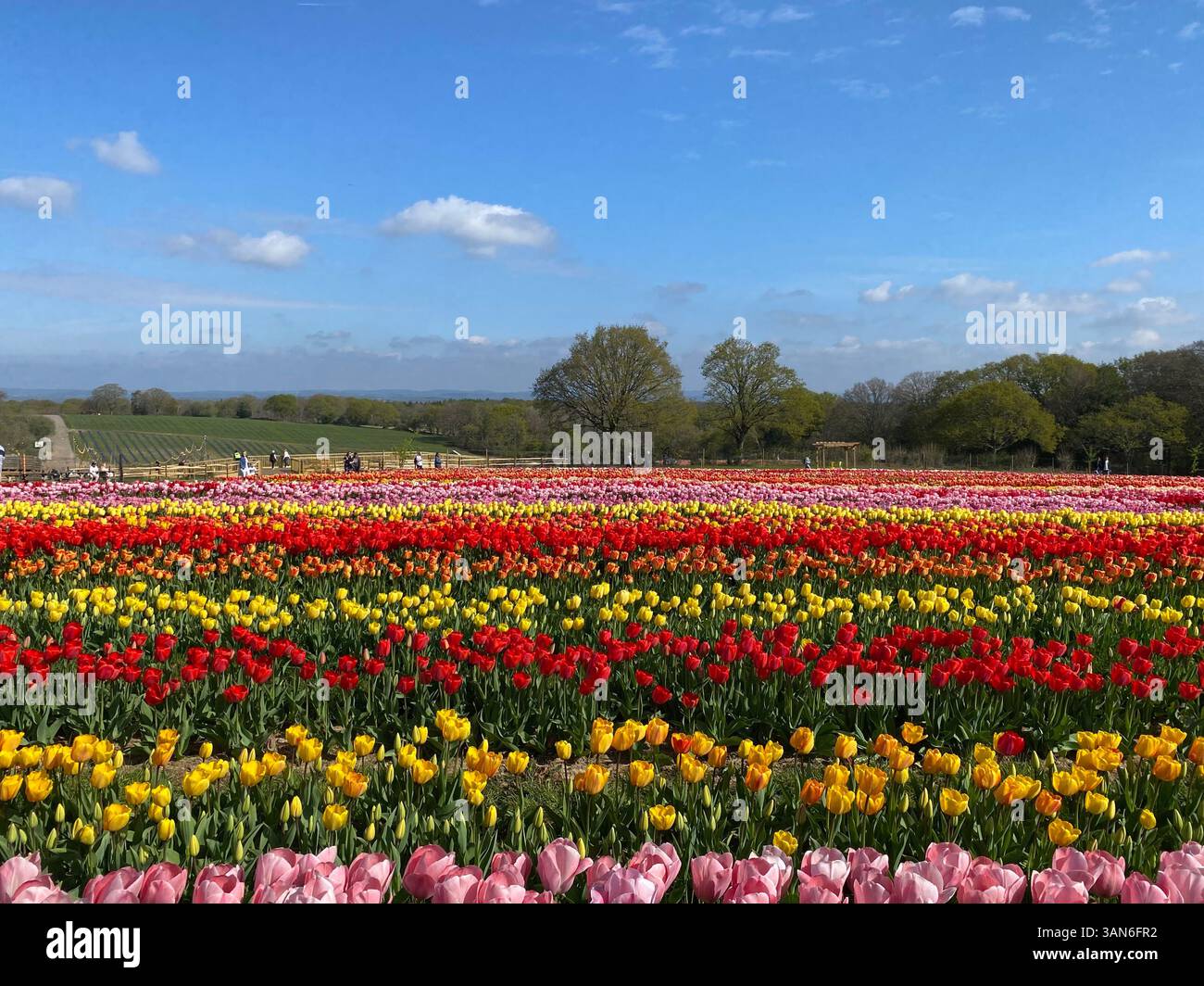 Tulleys Tulip Festival 2025 is a natural spectacle featuring 1.5 ...