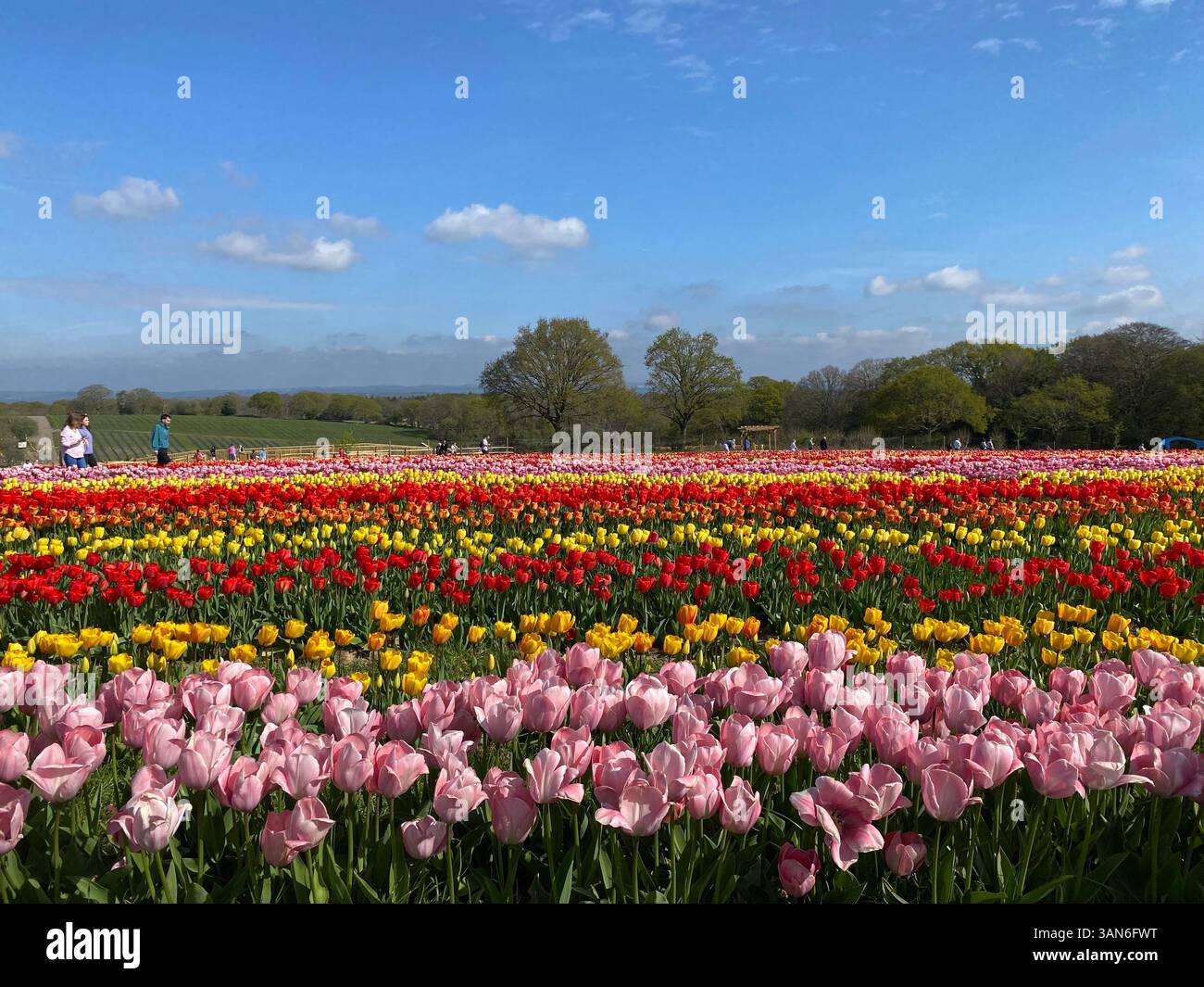 Tulleys Tulip Festival 2025 is a natural spectacle featuring 1.5 ...