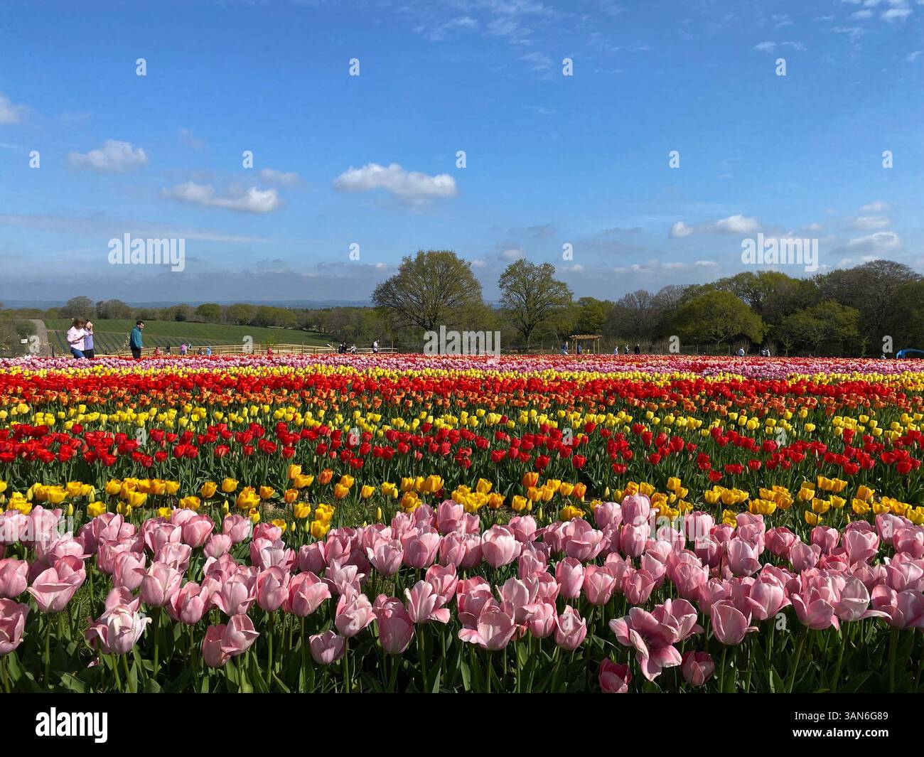 Tulleys Tulip Festival 2025 is a natural spectacle featuring 1.5 ...