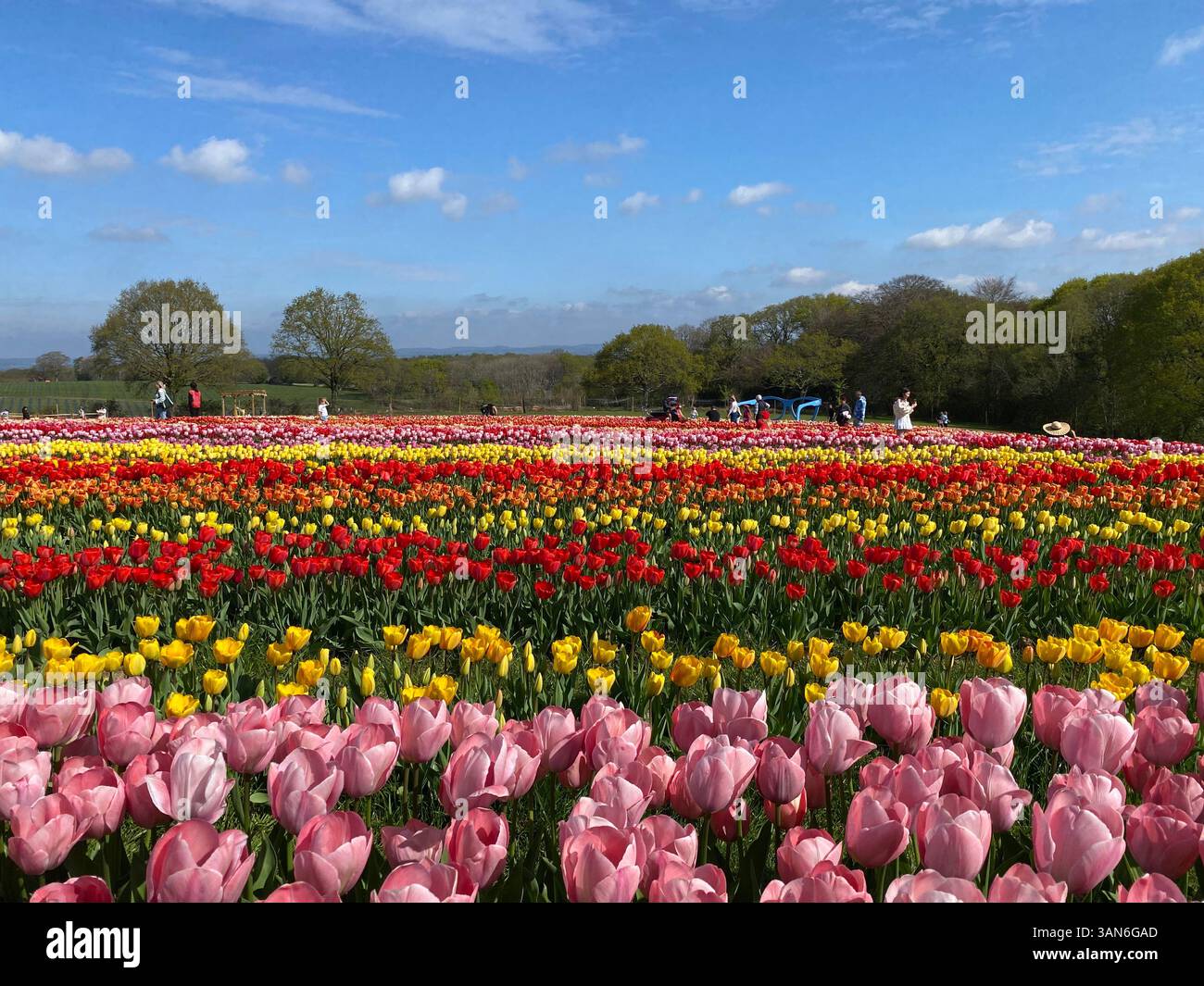 Tulleys Tulip Festival 2025 is a natural spectacle featuring 1.5 ...