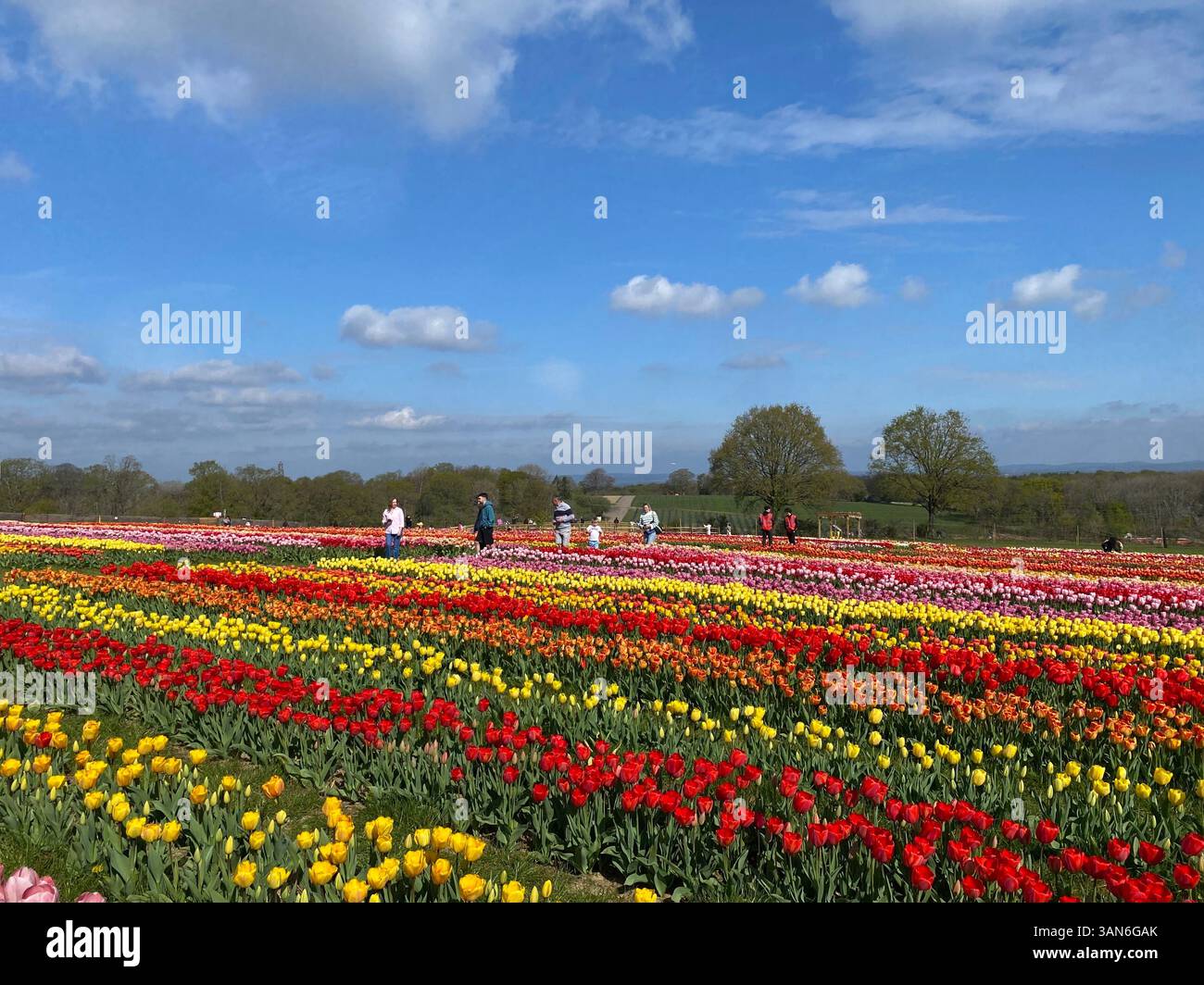 Tulleys Tulip Festival 2025 is a natural spectacle featuring 1.5 ...