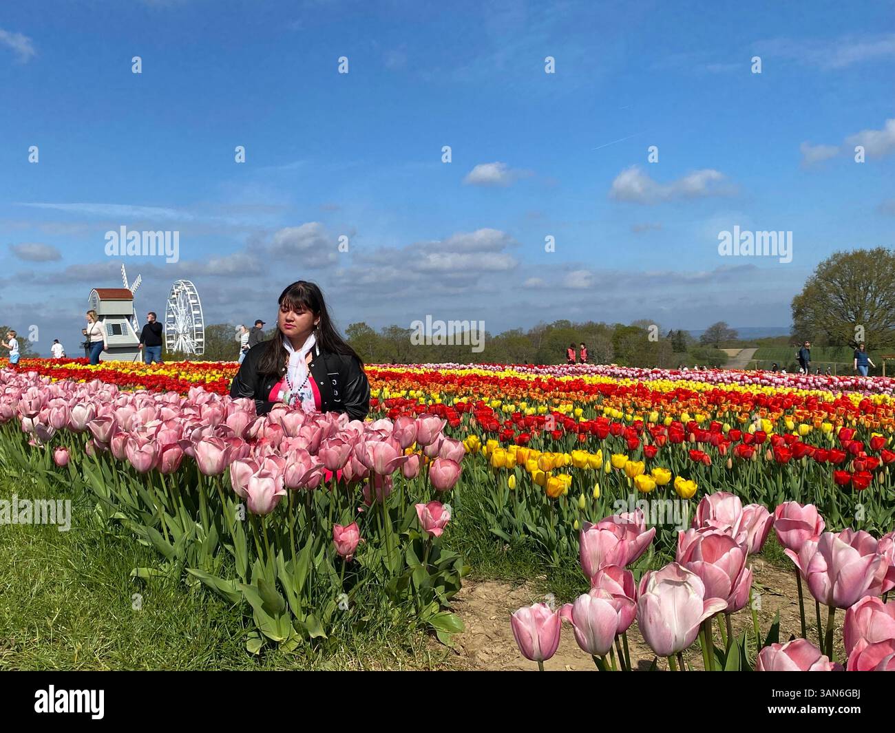 Tulleys Tulip Festival 2025 is a natural spectacle featuring 1.5 ...