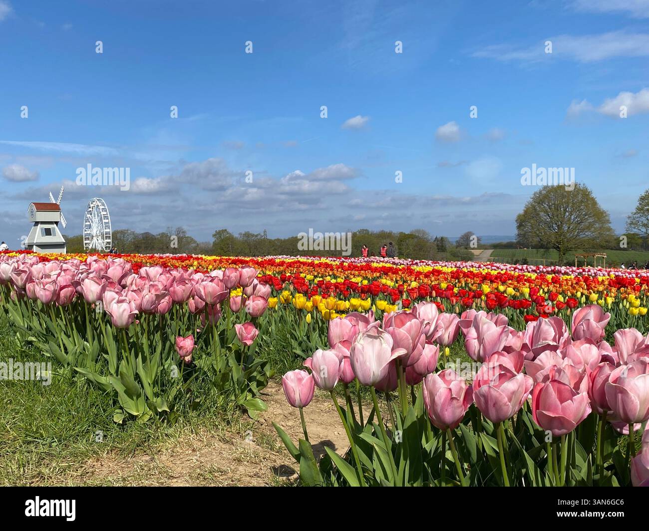 Tulleys Tulip Festival 2025 is a natural spectacle featuring 1.5 ...