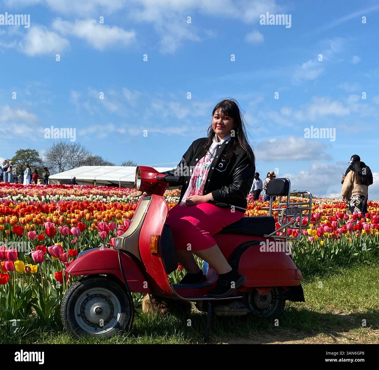 Tulleys Tulip Festival 2025 is a natural spectacle featuring 1.5 ...