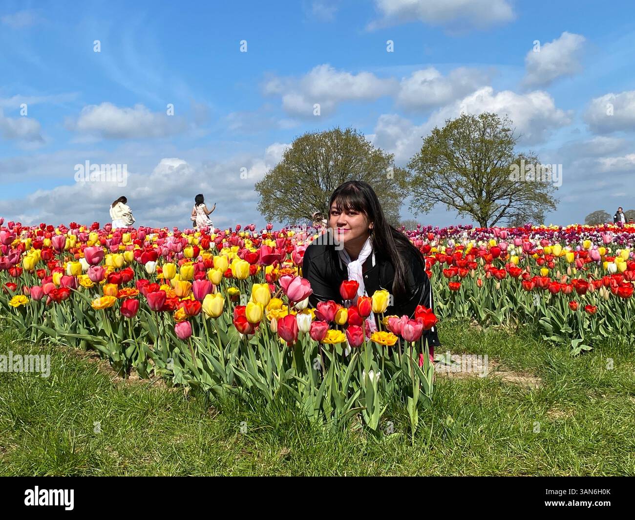 Tulleys Tulip Festival 2025 is a natural spectacle featuring 1.5 ...