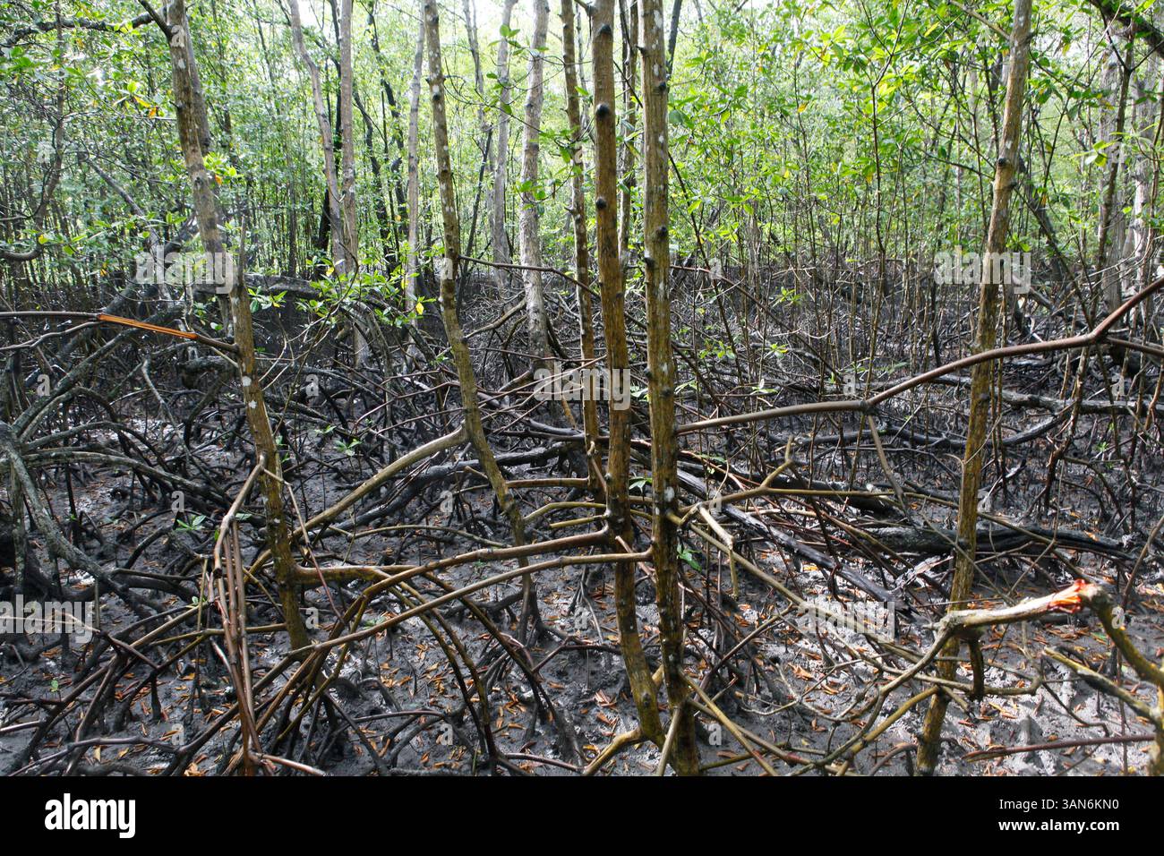 mangrove - mangue in portuguese - is a typical coast ecosystem. state ...