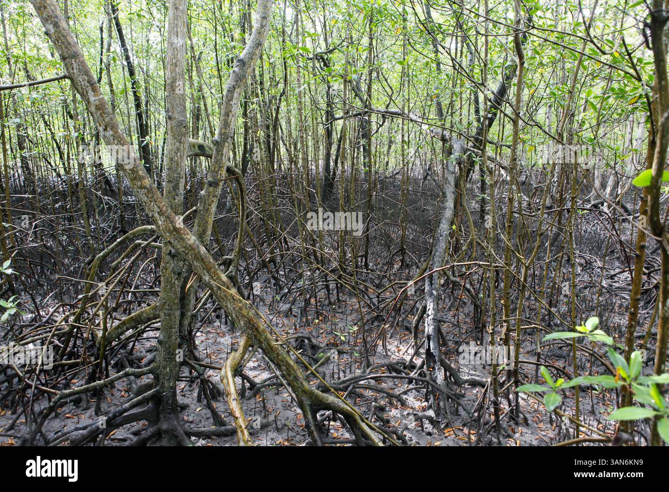mangrove - mangue in portuguese - is a typical coast ecosystem. state ...