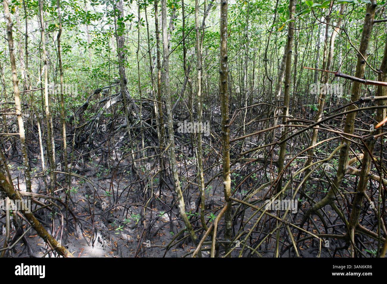 mangrove - mangue in portuguese - is a typical coast ecosystem. state ...