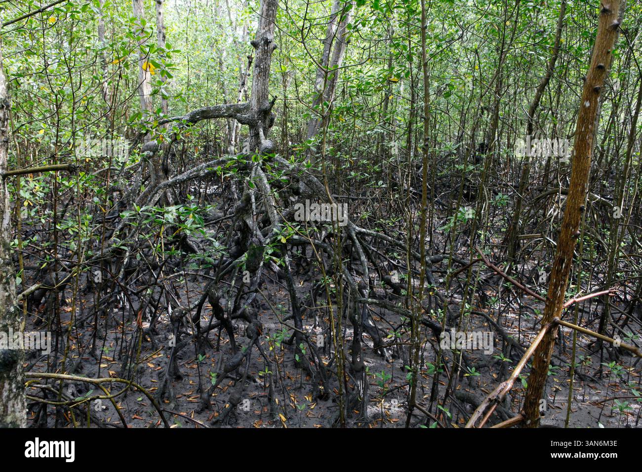 mangrove - mangue in portuguese - is a typical coast ecosystem. state ...