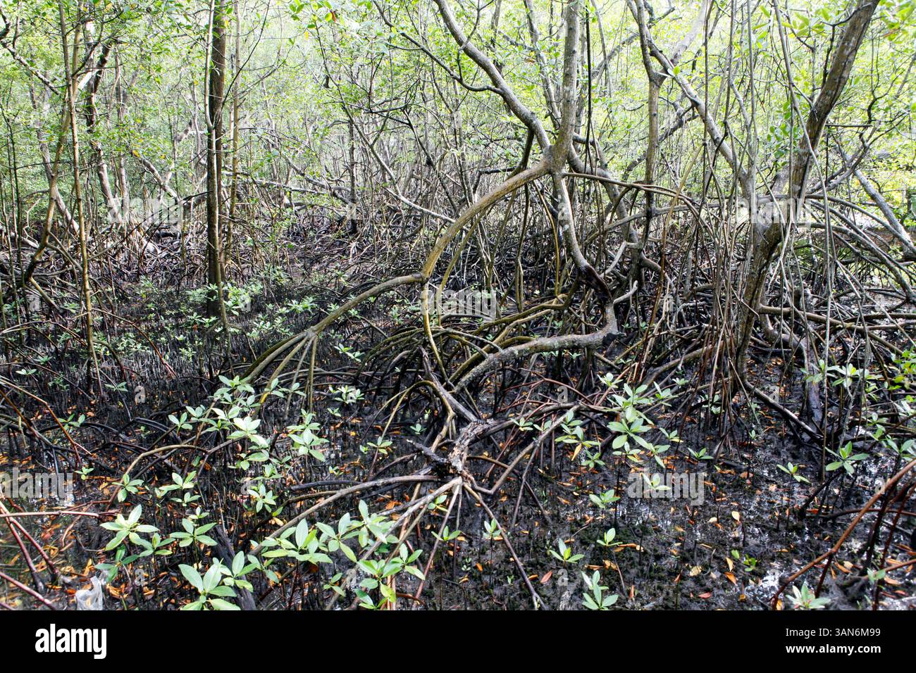 mangrove - mangue in portuguese - is a typical coast ecosystem. state ...