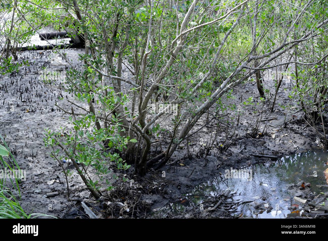 mangrove - mangue in portuguese - is a typical coast ecosystem. state ...