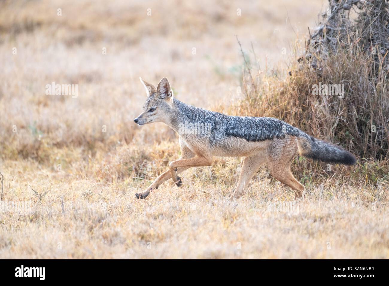 Black-backed jackals (Canis mesomelas), also known as the silver-backed jackal, moving through ...