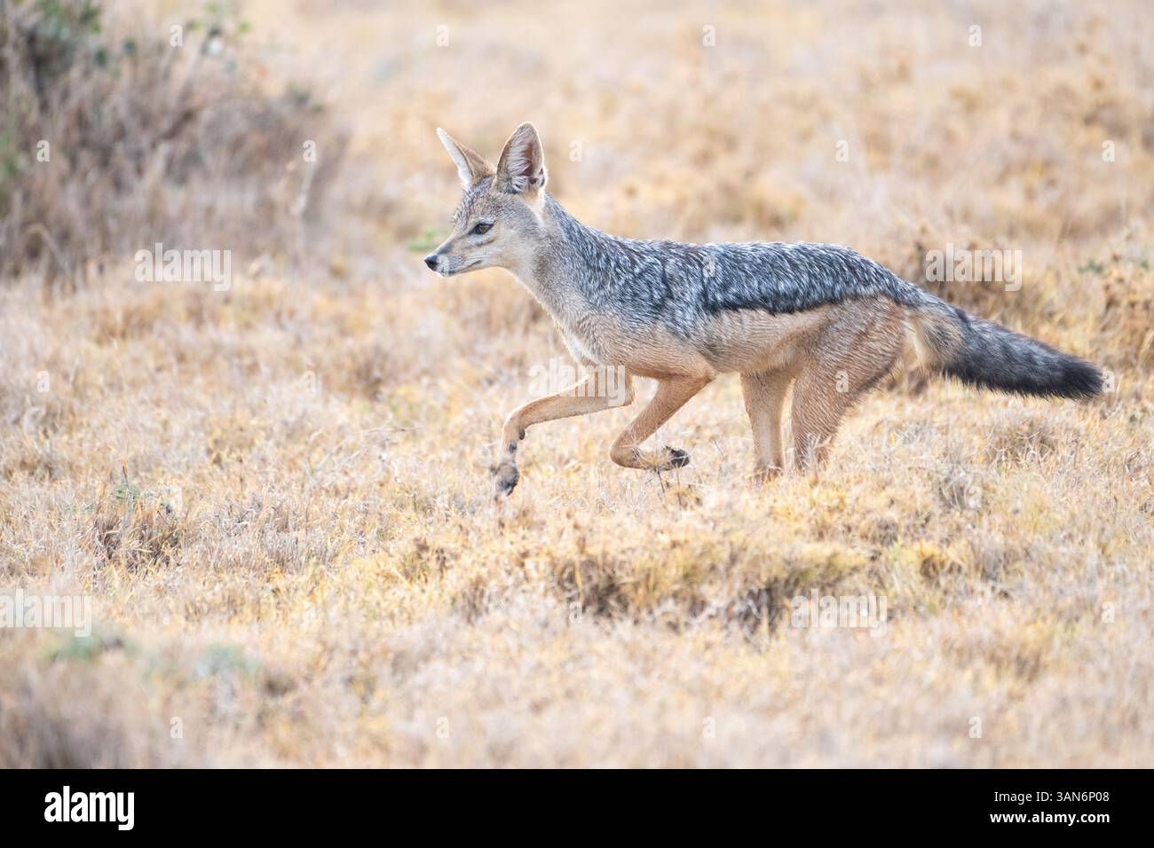 Black-backed jackals (Canis mesomelas), also known as the silver-backed jackal, moving through ...