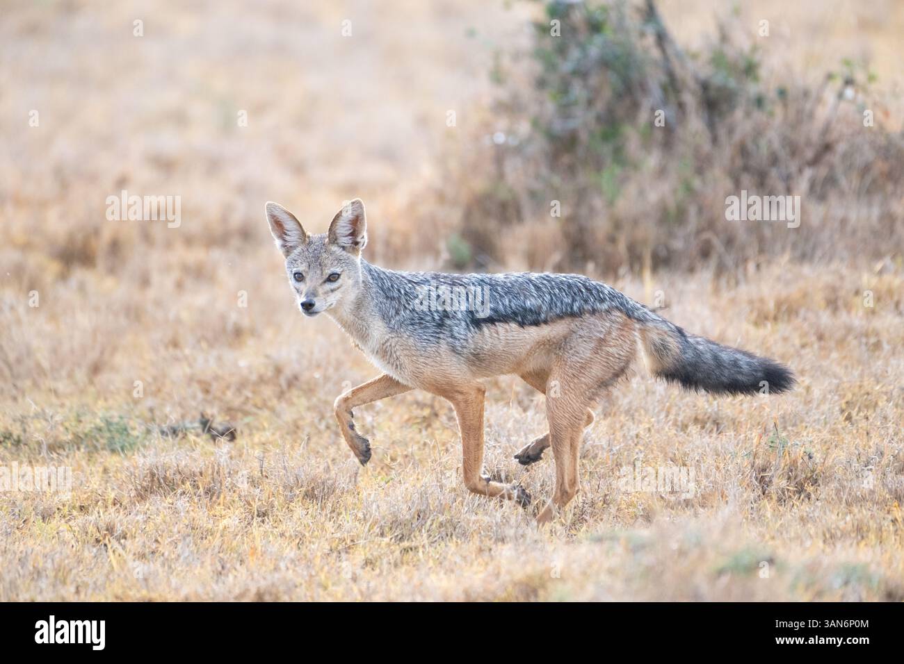 Black-backed jackals (Canis mesomelas), also known as the silver-backed jackal, moving through ...