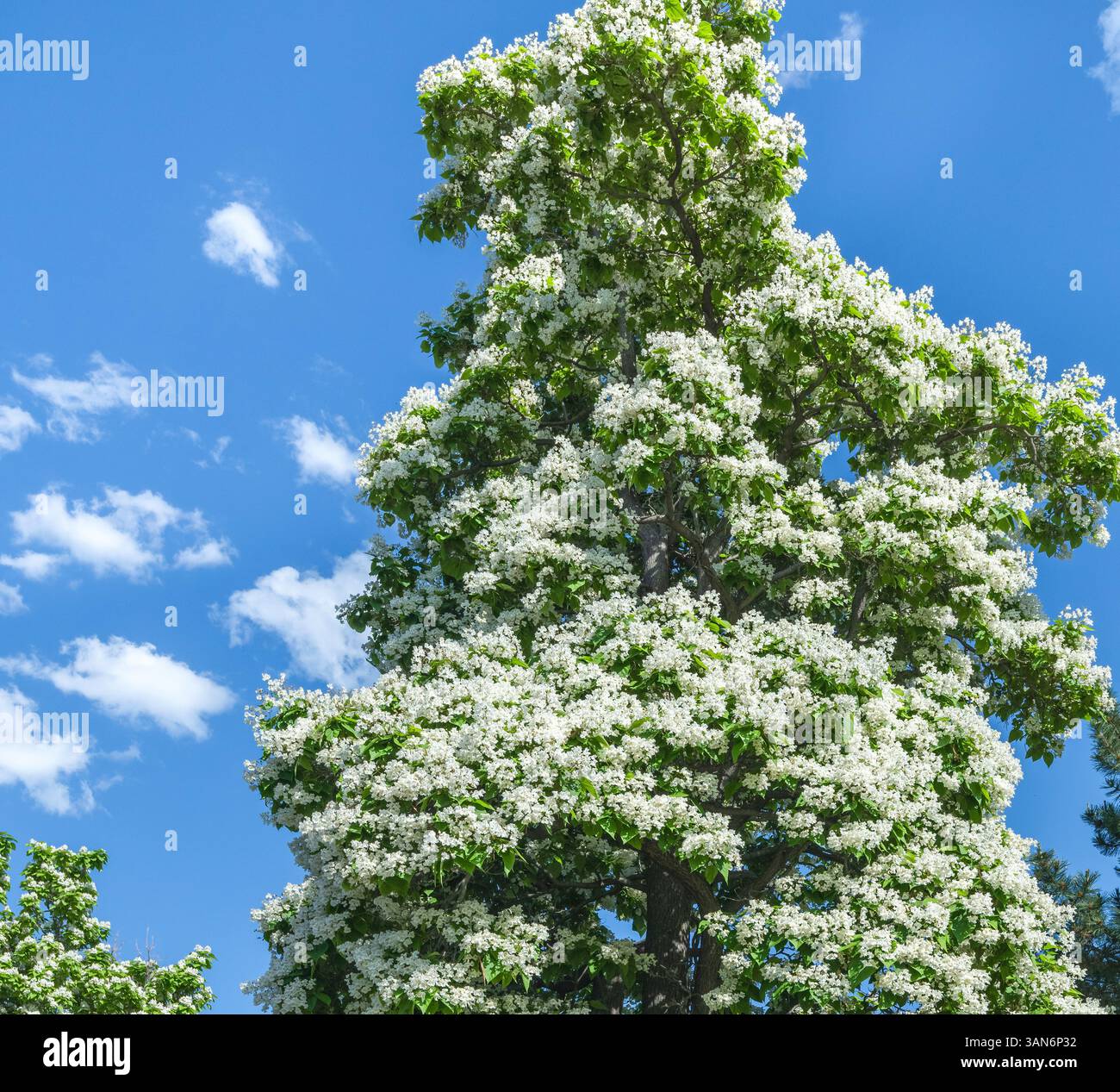 A blooming Catalpa Tree full of white flowers against a beautiful blue ...