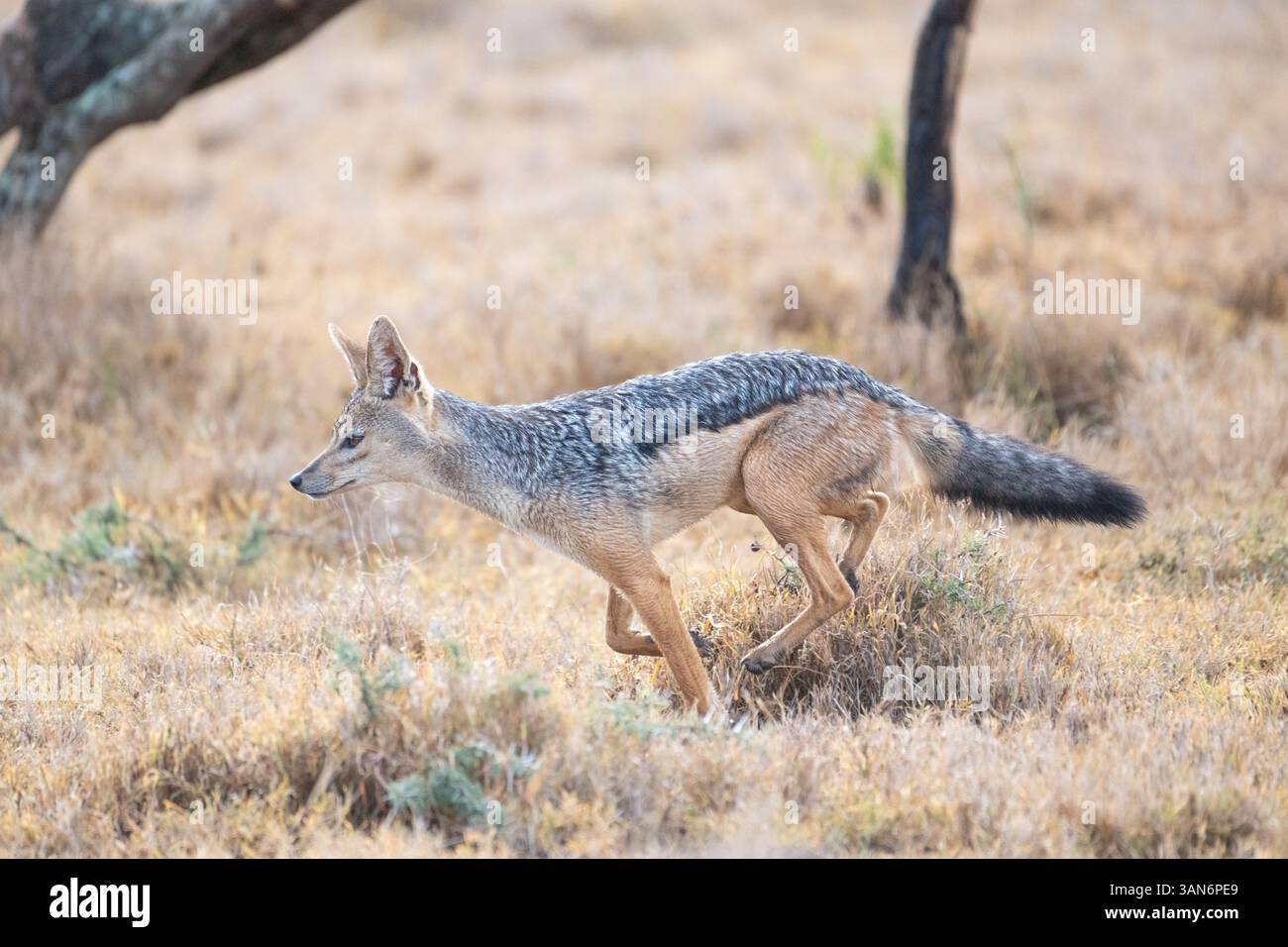 Black-backed jackals (Canis mesomelas), also known as the silver-backed jackal, moving through ...