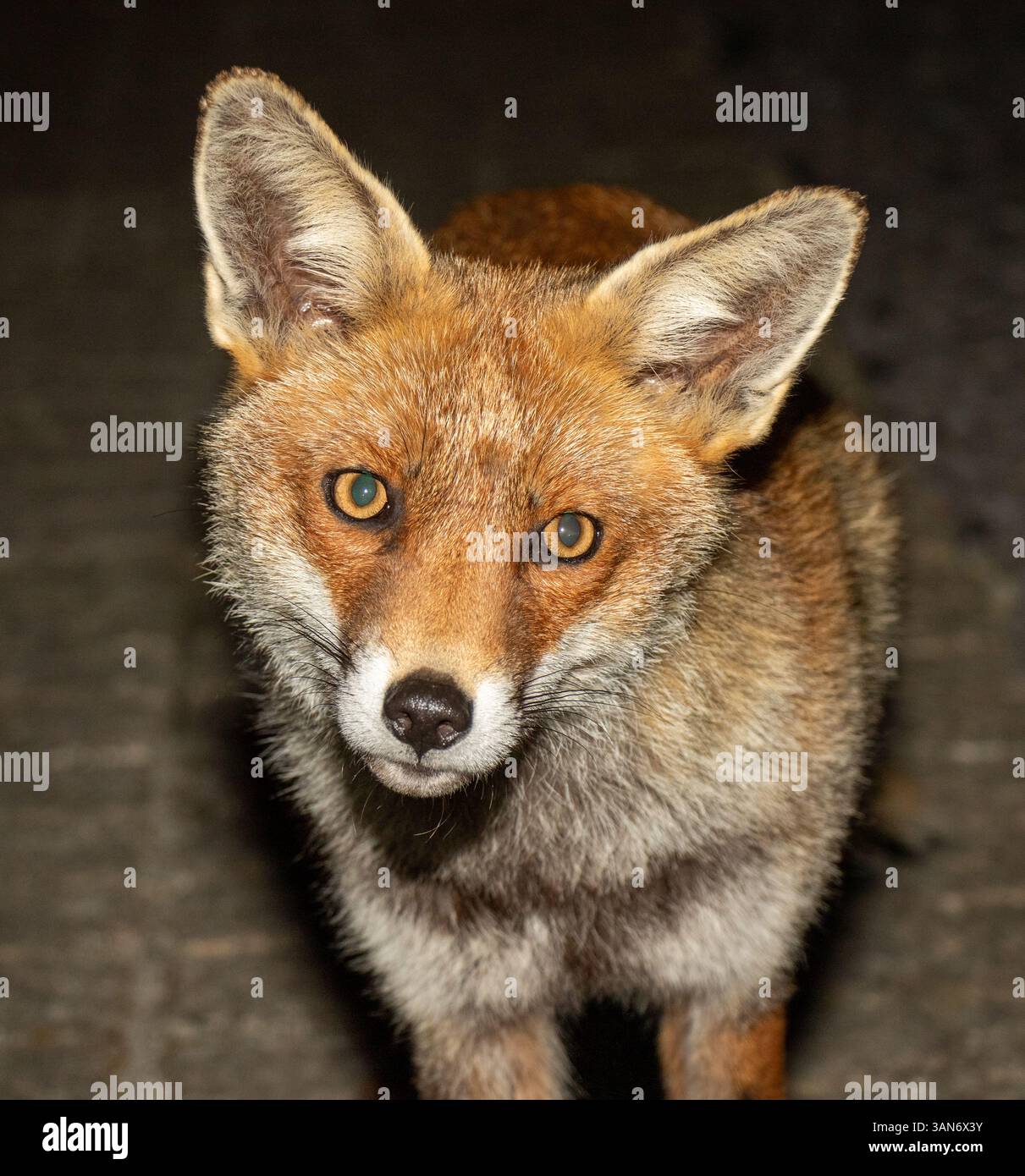 European fox red hi-res stock photography and images - Alamy