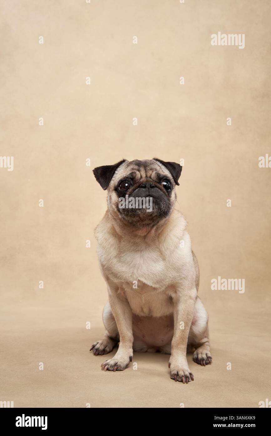 A pug sits on a beige background with a relaxed expression. Its ...